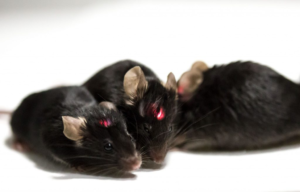 NeuroLux – Discovery Tools For Neuroscience